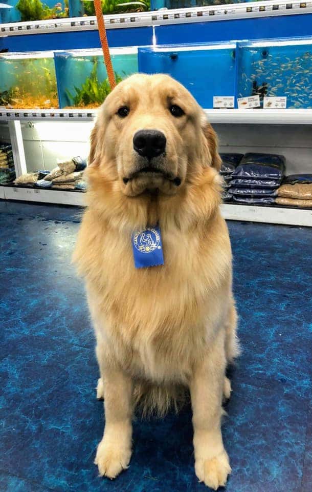 Producing Top Quality Golden Retrievers