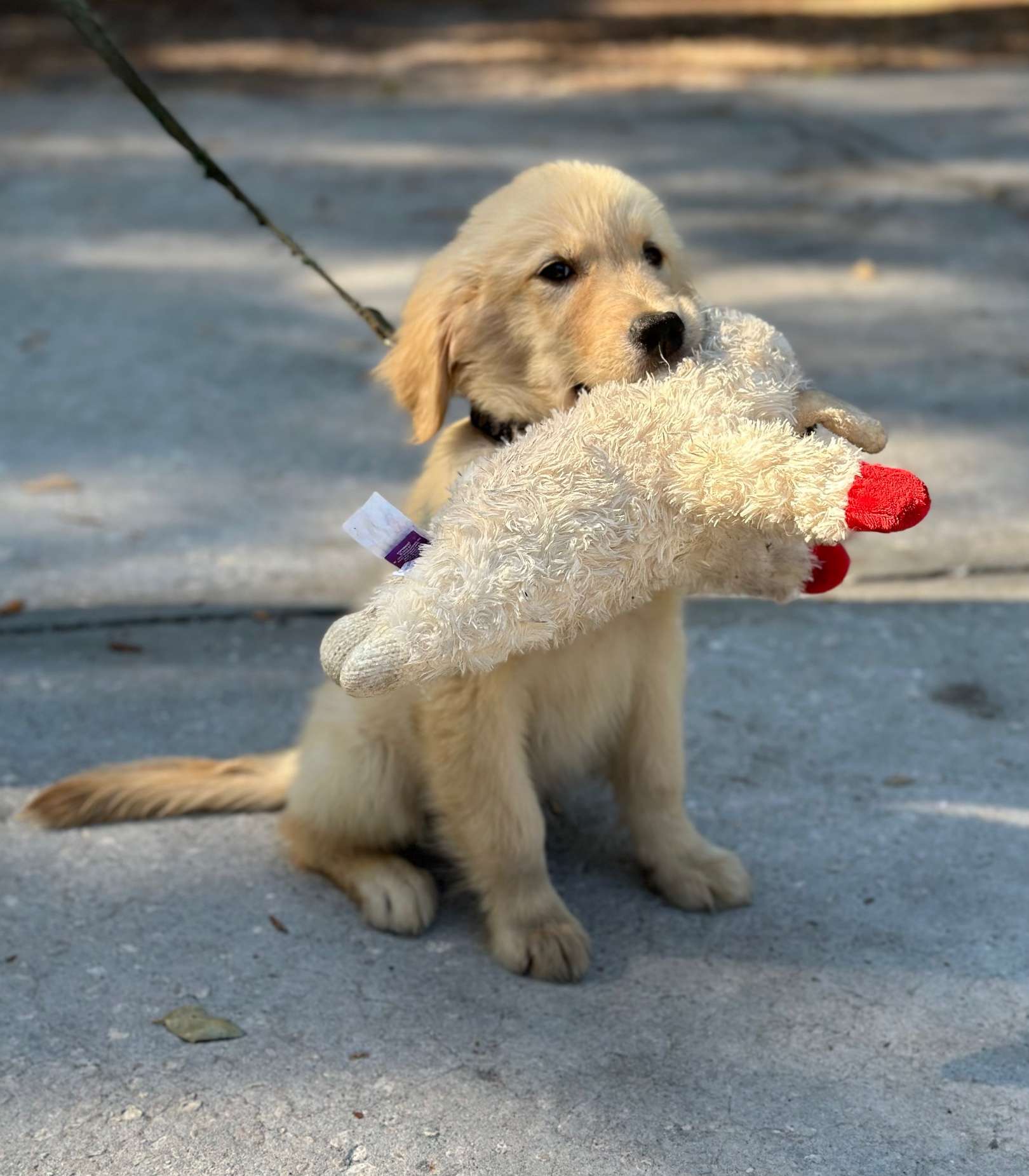 Photos | Eagleridge Goldens