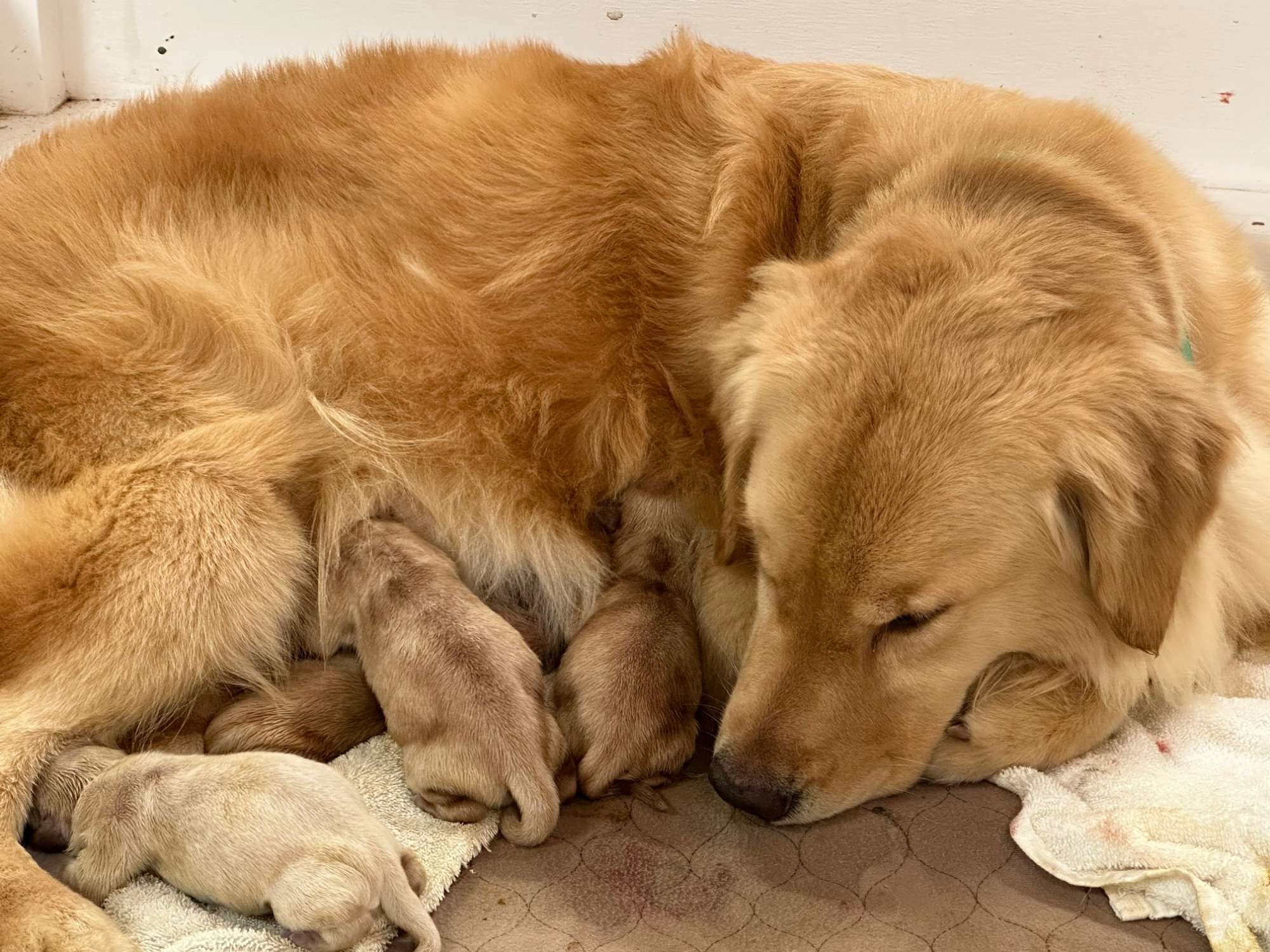 Photos | Eagleridge Goldens